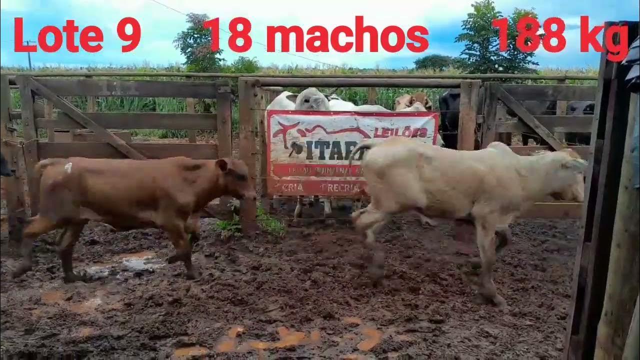 Lote 9 - 18 machos - 188Kg - YouTube