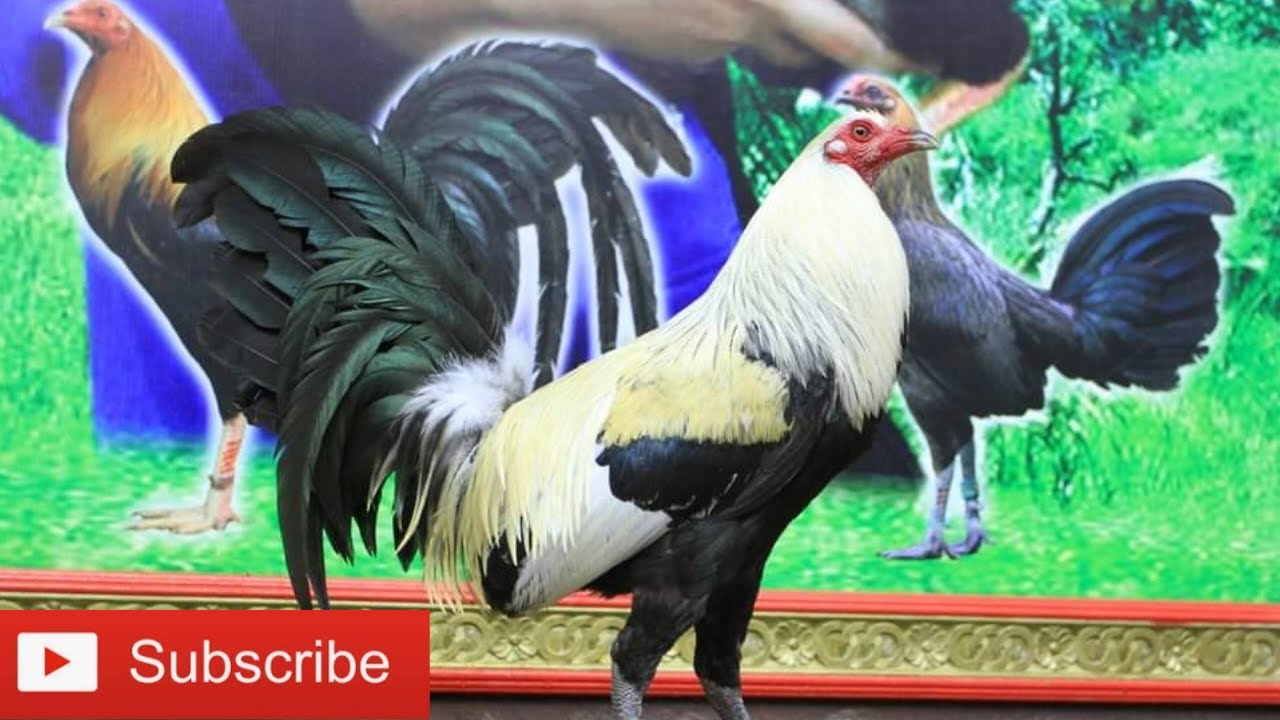 Lote de cria Gallo Clement Grey ,Gallina Black Mcrae y Gallina Mcrae ...