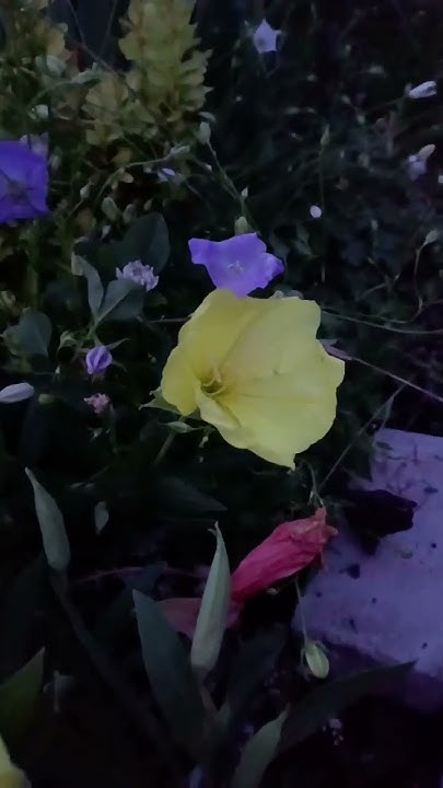 Энотэра - ночная свеча #garden #flowers #plants #цветы #сад - YouTube