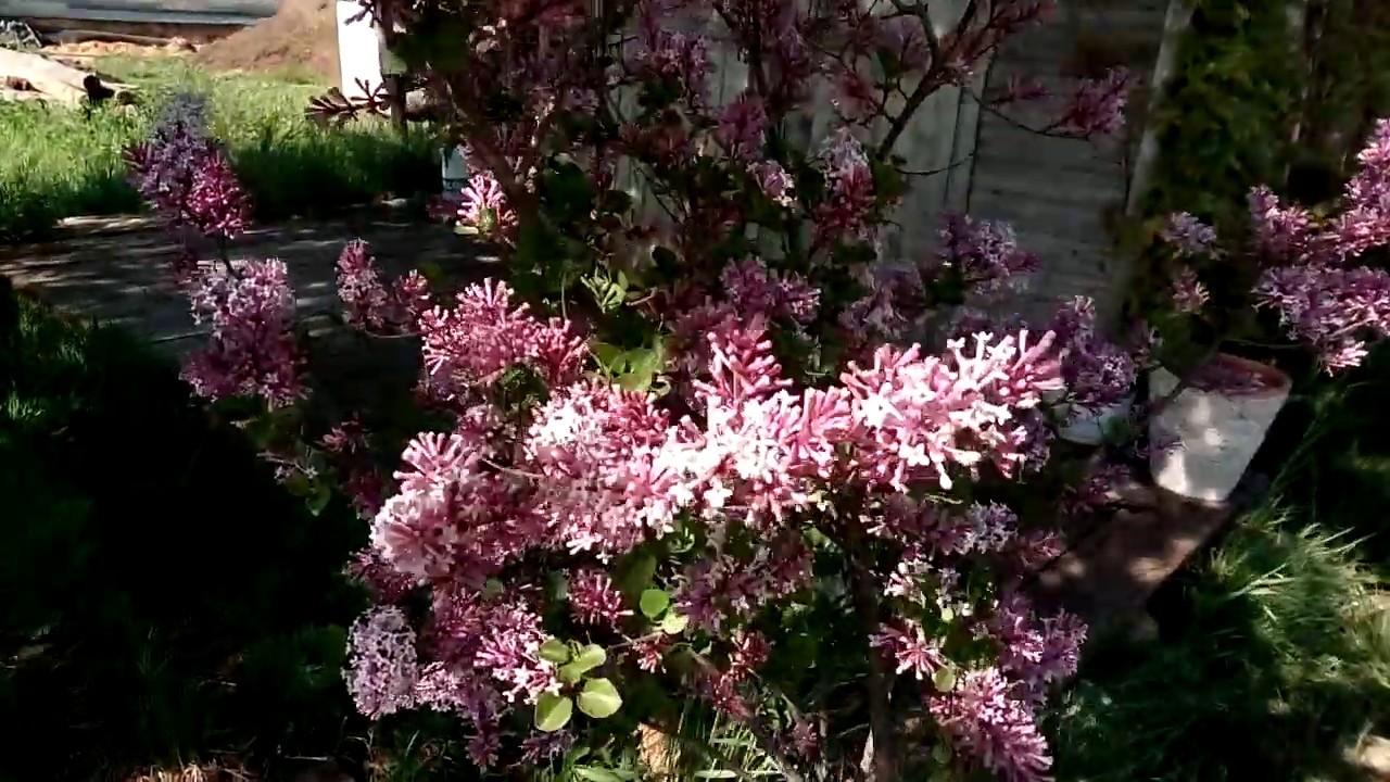 Meyer's lilac. Bez Meyera - YouTube
