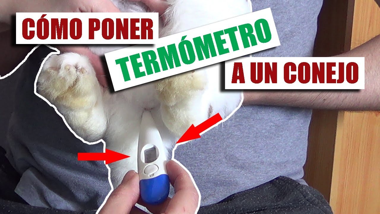 Ponerle el termómetro a un conejo - YouTube