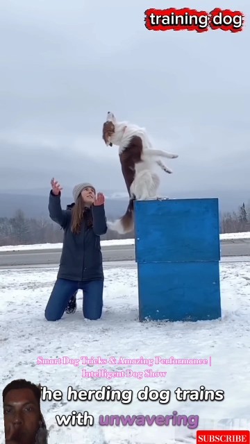 Smart Dog Tricks & Amazing Performance | Intelligent Dog Show #k9 # ...