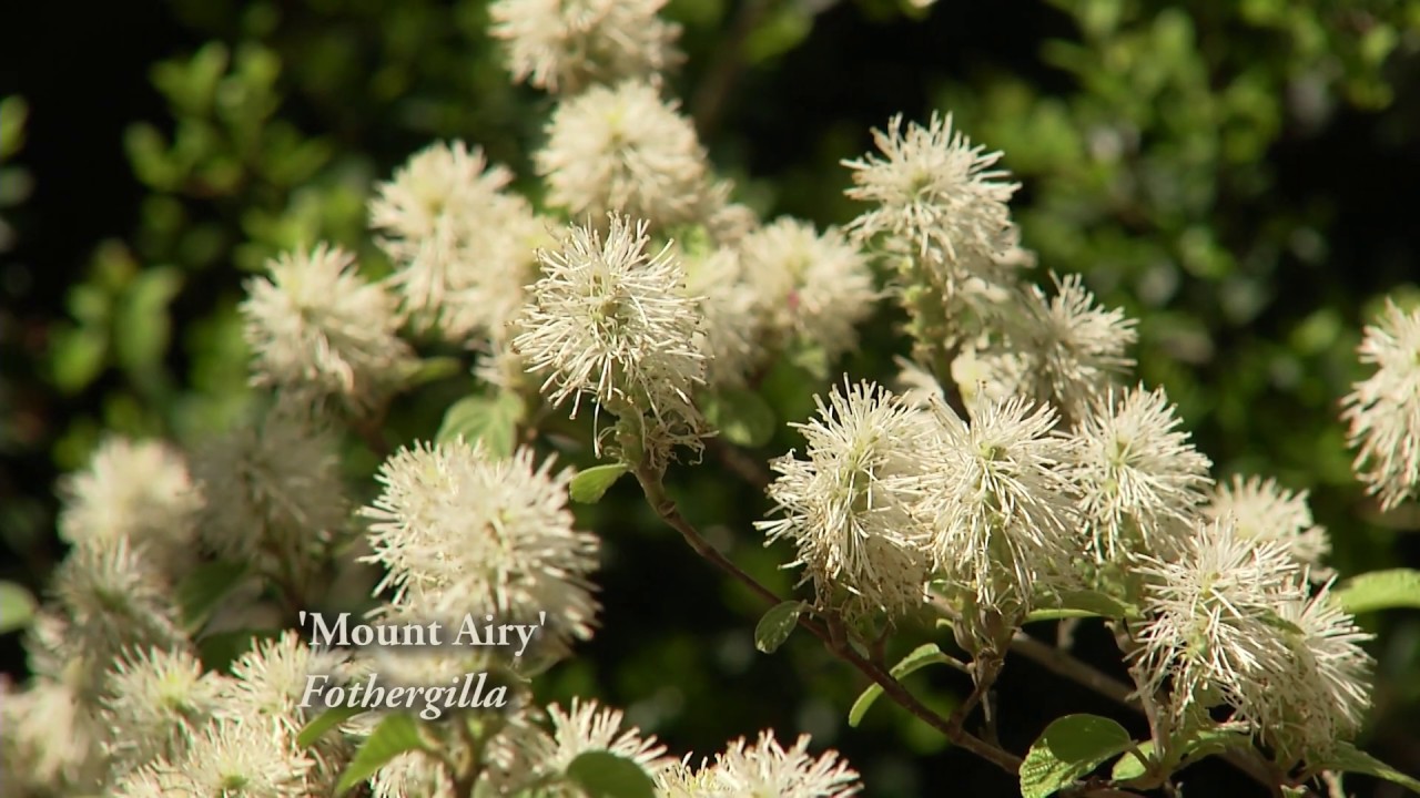 Everything You Need to Know About Growing the Fothergilla Plant - YouTube