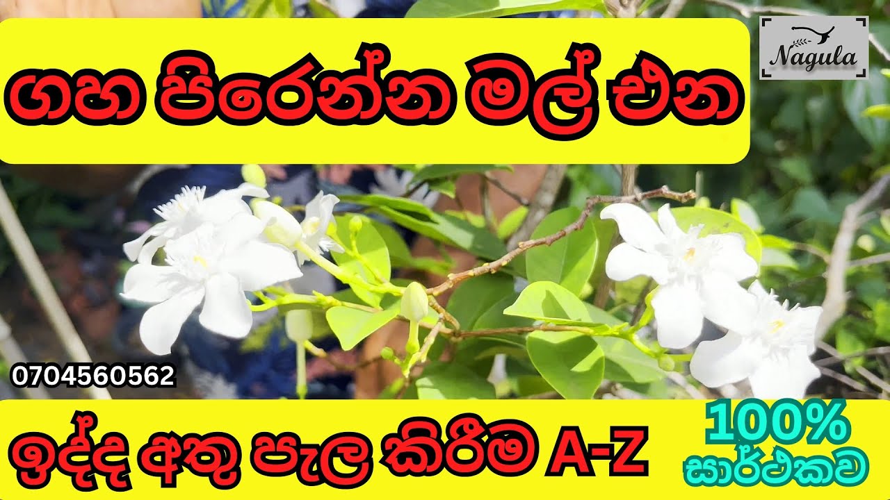 ඉතා පහසුවෙන් 100% ක් සාර්ථකව ඉද්ද අතු පැල කරන රහස. how to planting ...