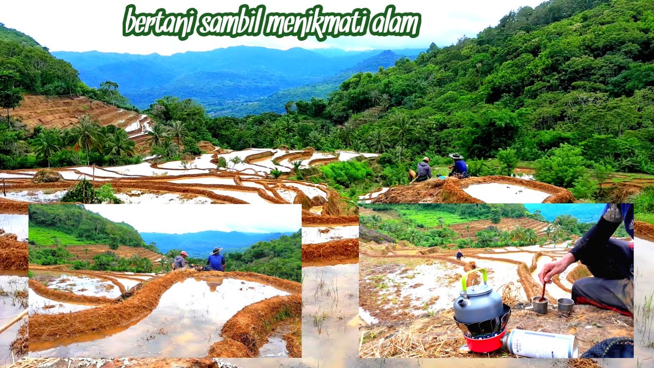 MENAKJUBKAN..‼️ SERUNYA BERTANI DI PEGUNUNGAN, MEMBAJAK SAWAH SAMBIL ...