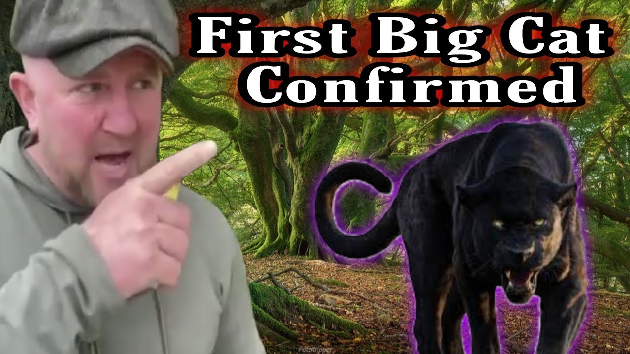 Big Cats of Britain / Road Kill / Kellas type Black cat - YouTube