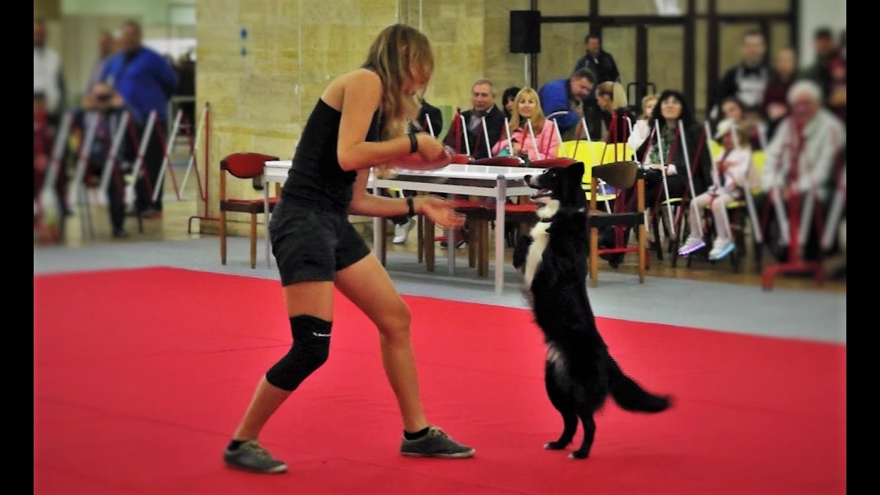 Border Collie Performs Dog Tricks - Acrobatic Dog - YouTube