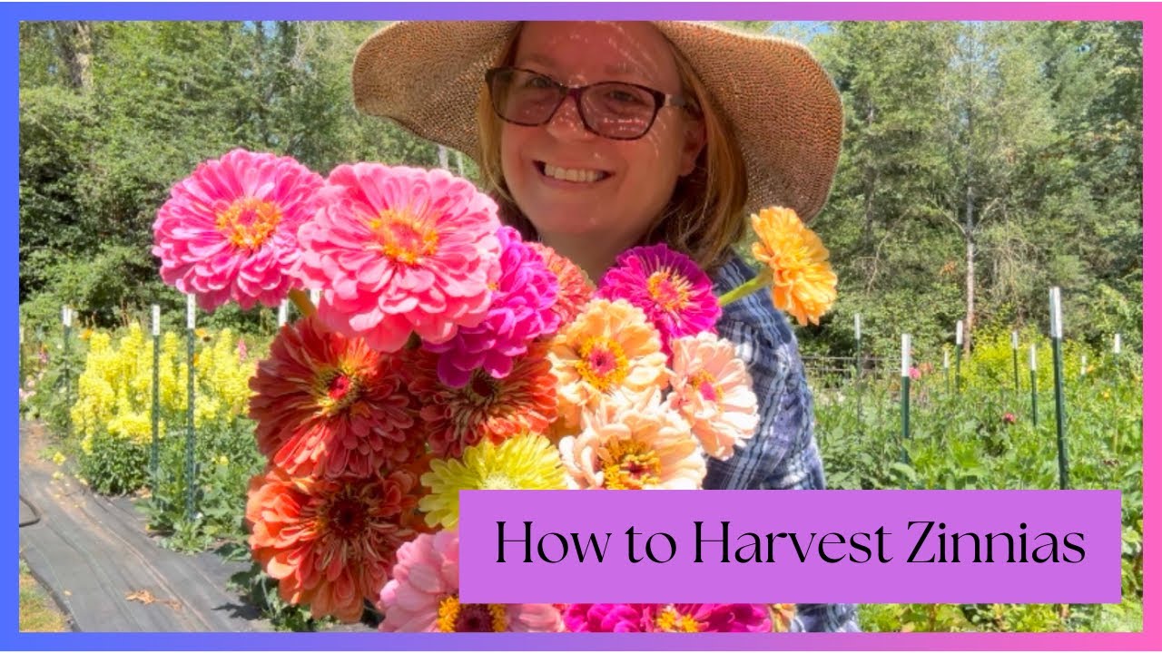 How to Harvest Zinnias | Tips for Growing Zinnias in PNW Zone 8b Flower ...