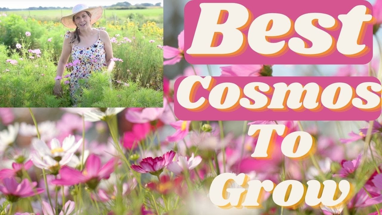 Best Cosmos to Grow, and which ones not to grow. Flower Farming - YouTube
