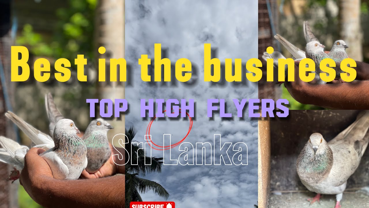 Highflyer silver color pigeons 🔥😗වැහෙන්න යන ඊයම් සත්තු දෙන්නා #pigeon # ...