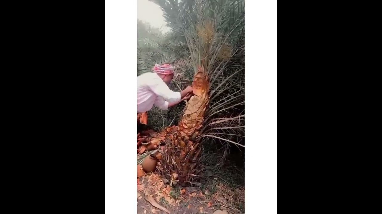 Etha vanam at yenkepally...1200 trees 1 acar land..... - YouTube