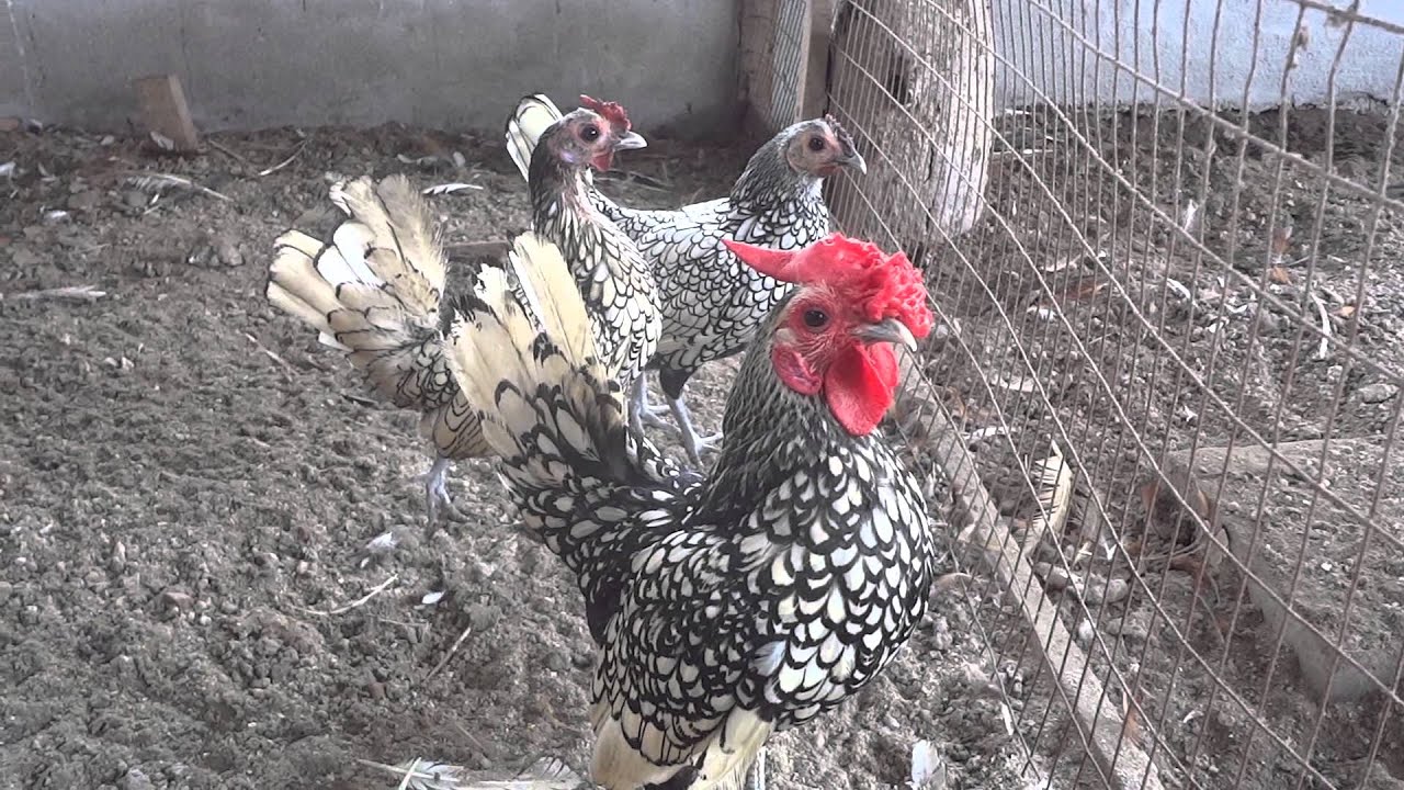 Ornamental Chicken - Silver Sebright Bantam - YouTube