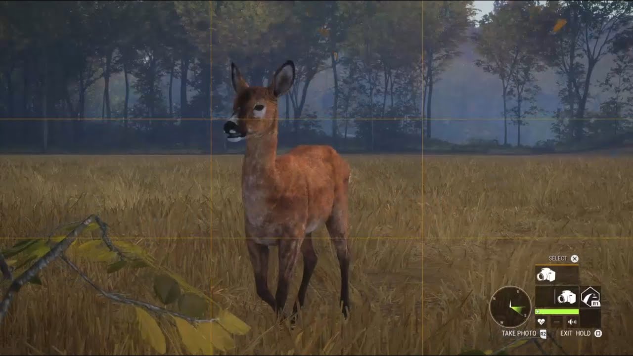 CotW: Sneaking close for a photo - still after the Wildlife Paparazzi ...