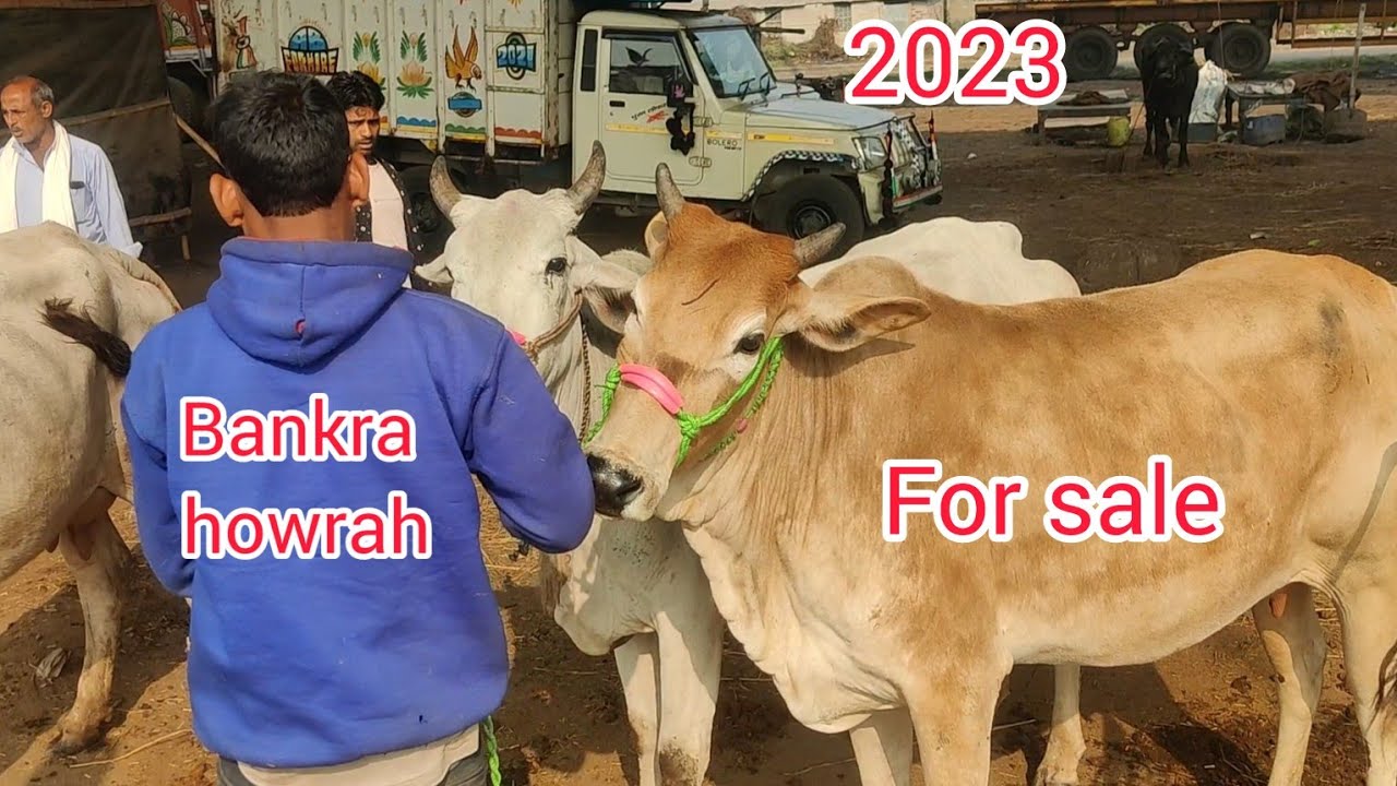 January 30, 2023 milk cow for sale Bankra Howrah Kolkata cow 2023🔥 ...