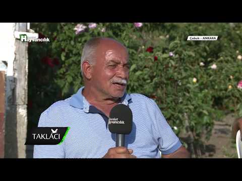Taklacı - Güvercin Sohbetleri / Ankara