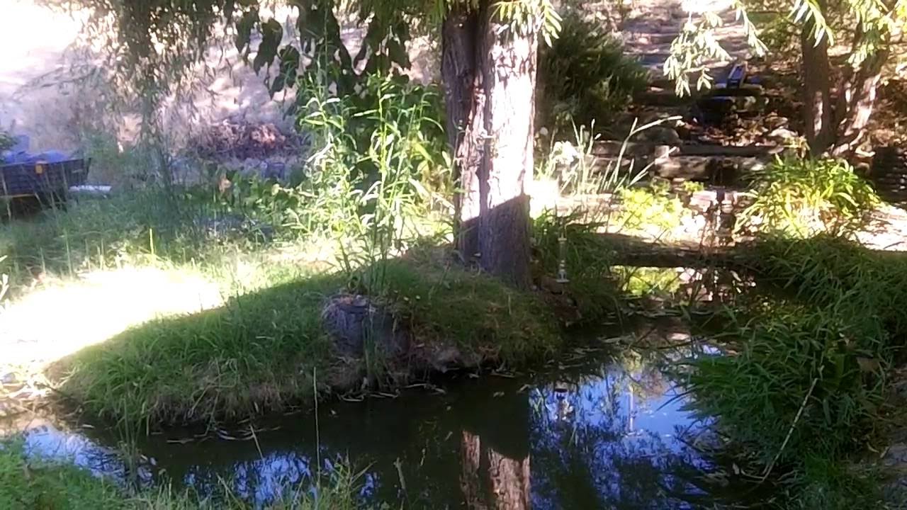 Pond sounds 1 - YouTube