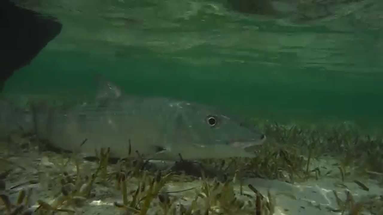 Fantastic Underwater Bonefish Footage - YouTube
