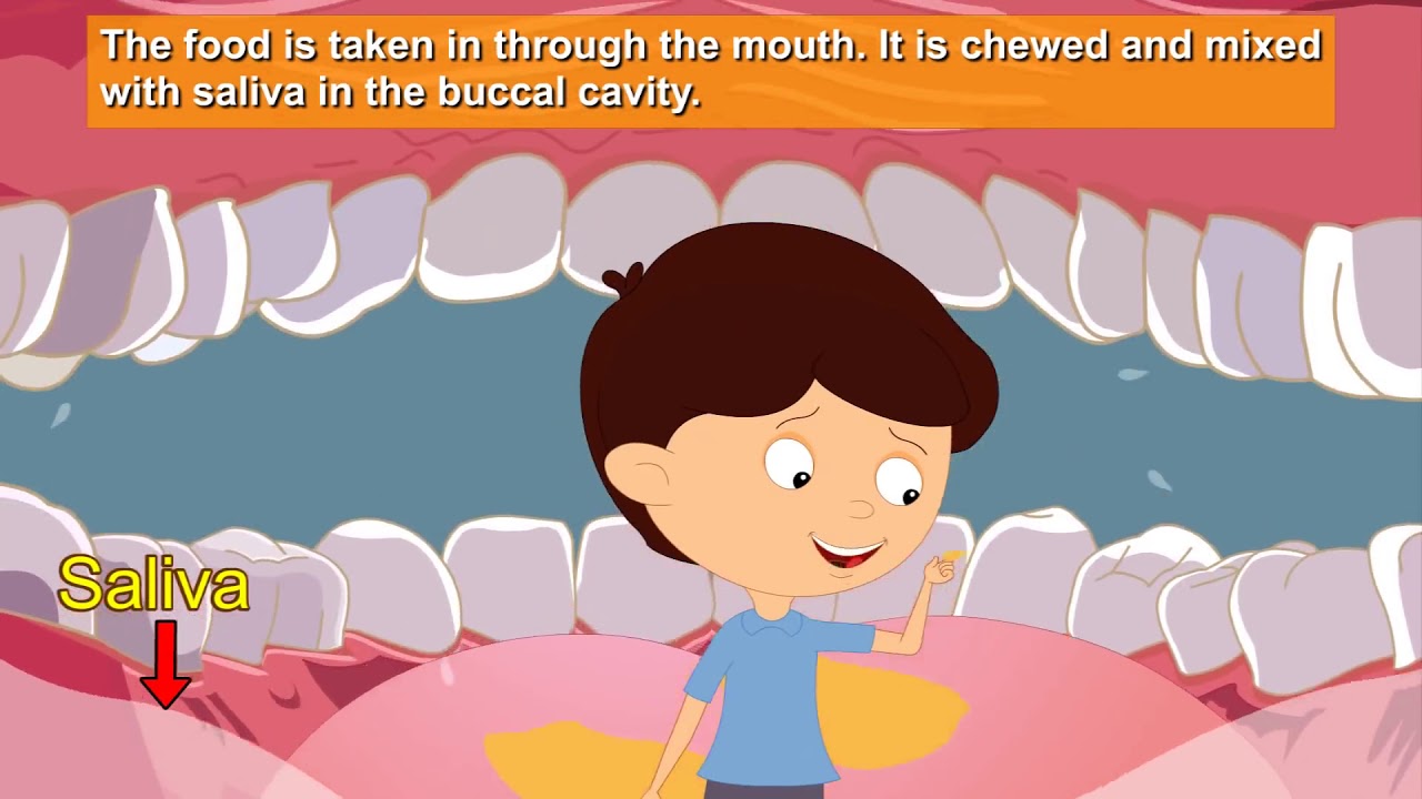 Digestive System of Human Body #aumsum #kids #education #science # ...