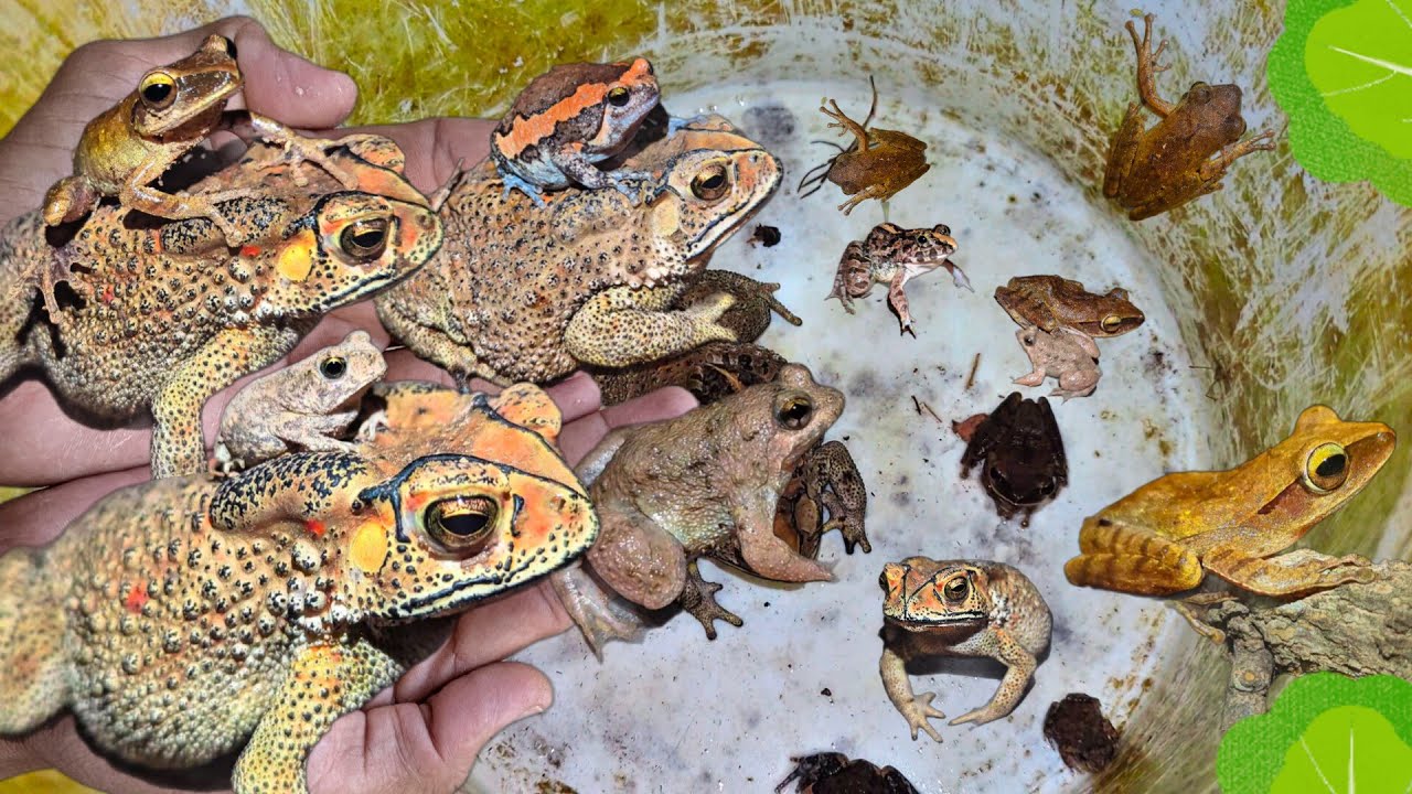 Catch beautiful Funny Frogs Outdoor, Bullfrog funny, Toad funny, Tree ...