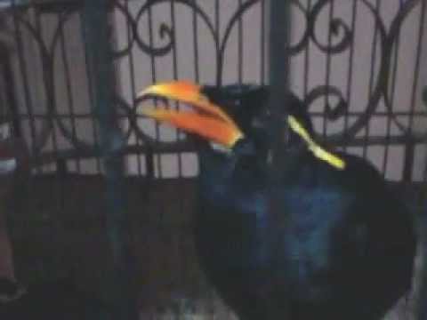 Amazing Talking Mynah bird - YouTube