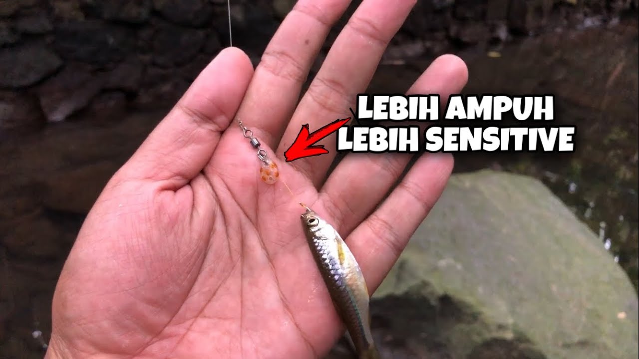 Umpan ini lebih ampuh dari umpan rayap‼️ - YouTube