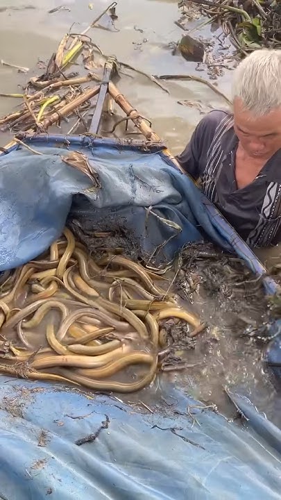 Unbelievable Eel Trap Technique With Survival Skills For Giant Eels Fish - YouTube