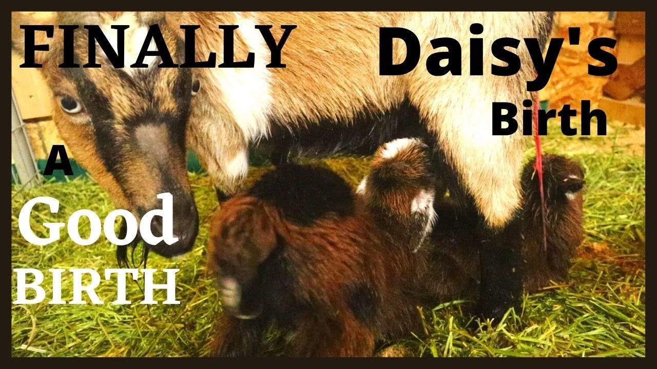 FINALLY a good delivery daisy's turn(miniature goat birth) - YouTube