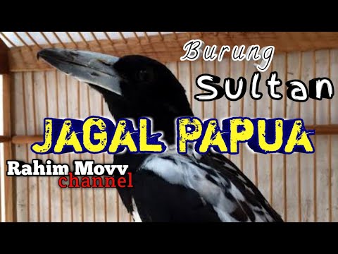 "Burung Sultan Jagal Papua" - YouTube
