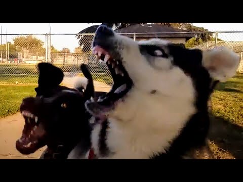 Stun Gun Used On Fighting Dogs At Dog Park - YouTube