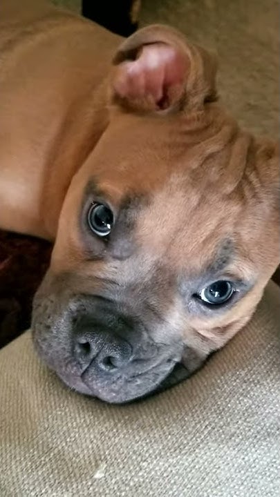 Baws episode 03/31/18 (1 hour later) - YouTube