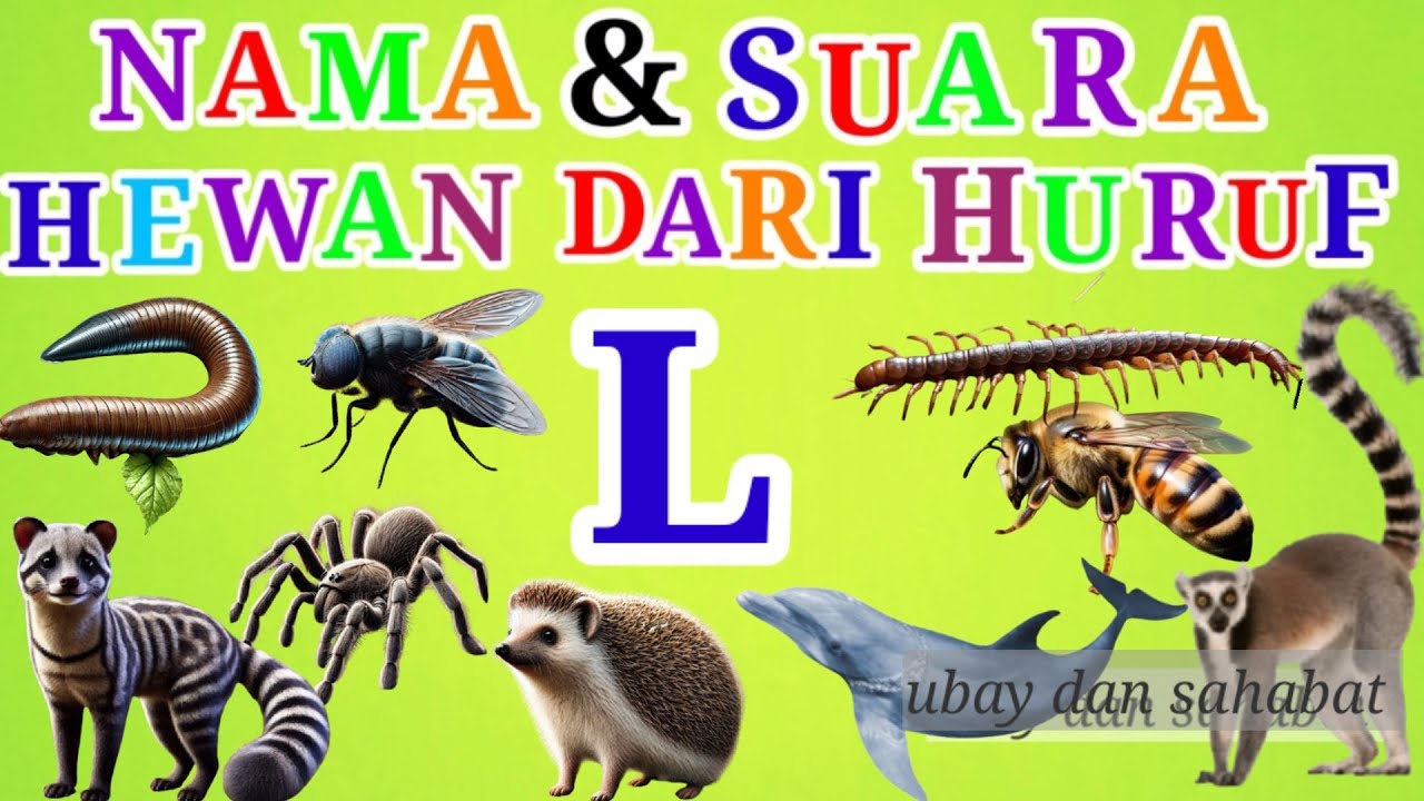 Learn To Recognize Animal Names And Sounds || Belajar Mengenal Nama Dan Suara Hewan Dari Huruf L ...