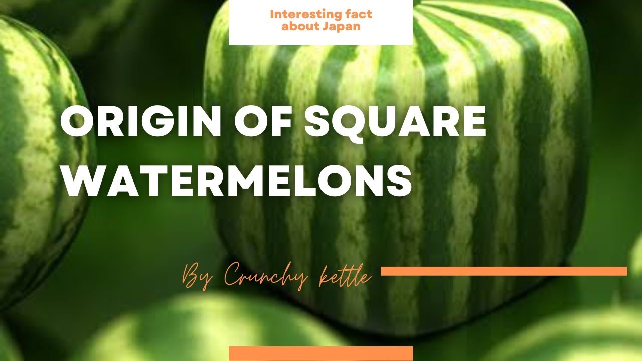 Square watermelons | Origin of Square watermelons | Interesting fact ...