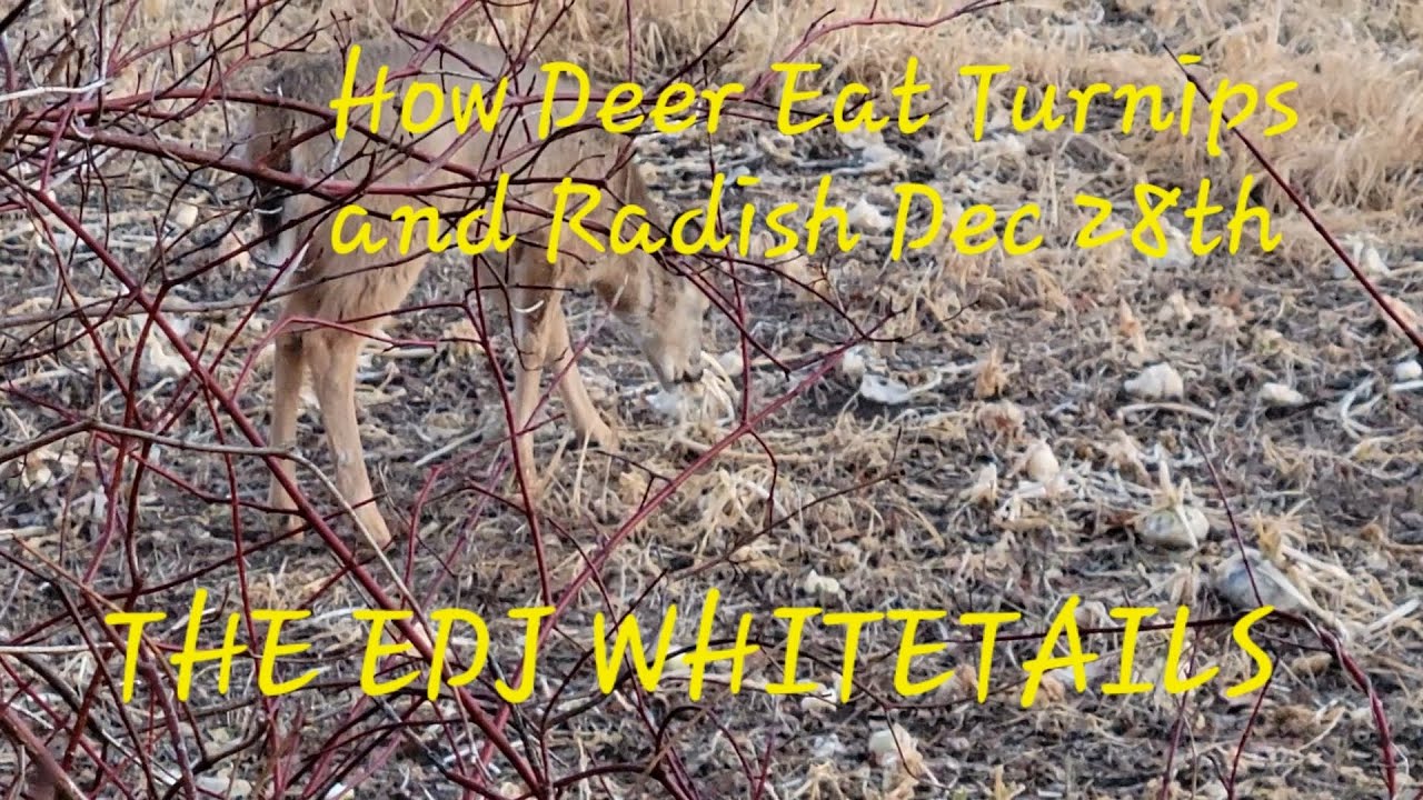 How Deer Eat Turnips and Radish // The EDJ Whitetails December 28th ...