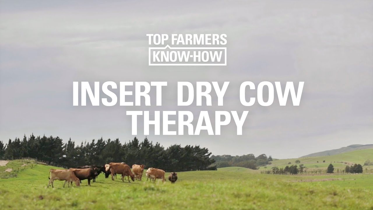 DCT SERIES: INSERT DRY COW THERAPY - YouTube