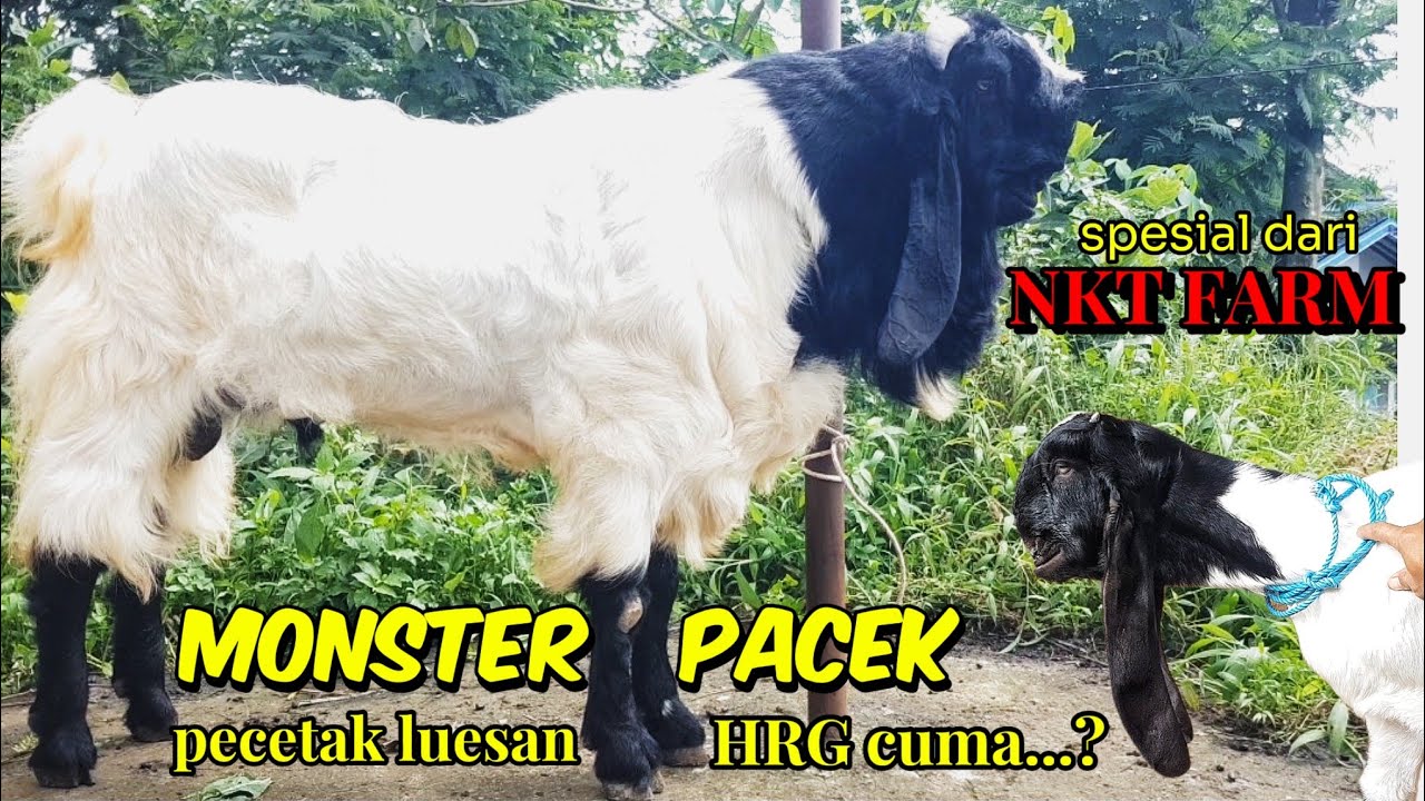 Kambing Pe jantan pacek ,induk ,dara ,bakalan jantan & betina umr 4-5 ...