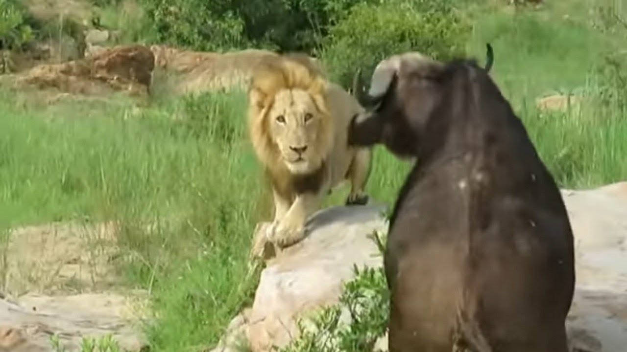 3 lion biggest attack on buffelo//Hamidalmav Vlogs##Vlogs.59. - YouTube