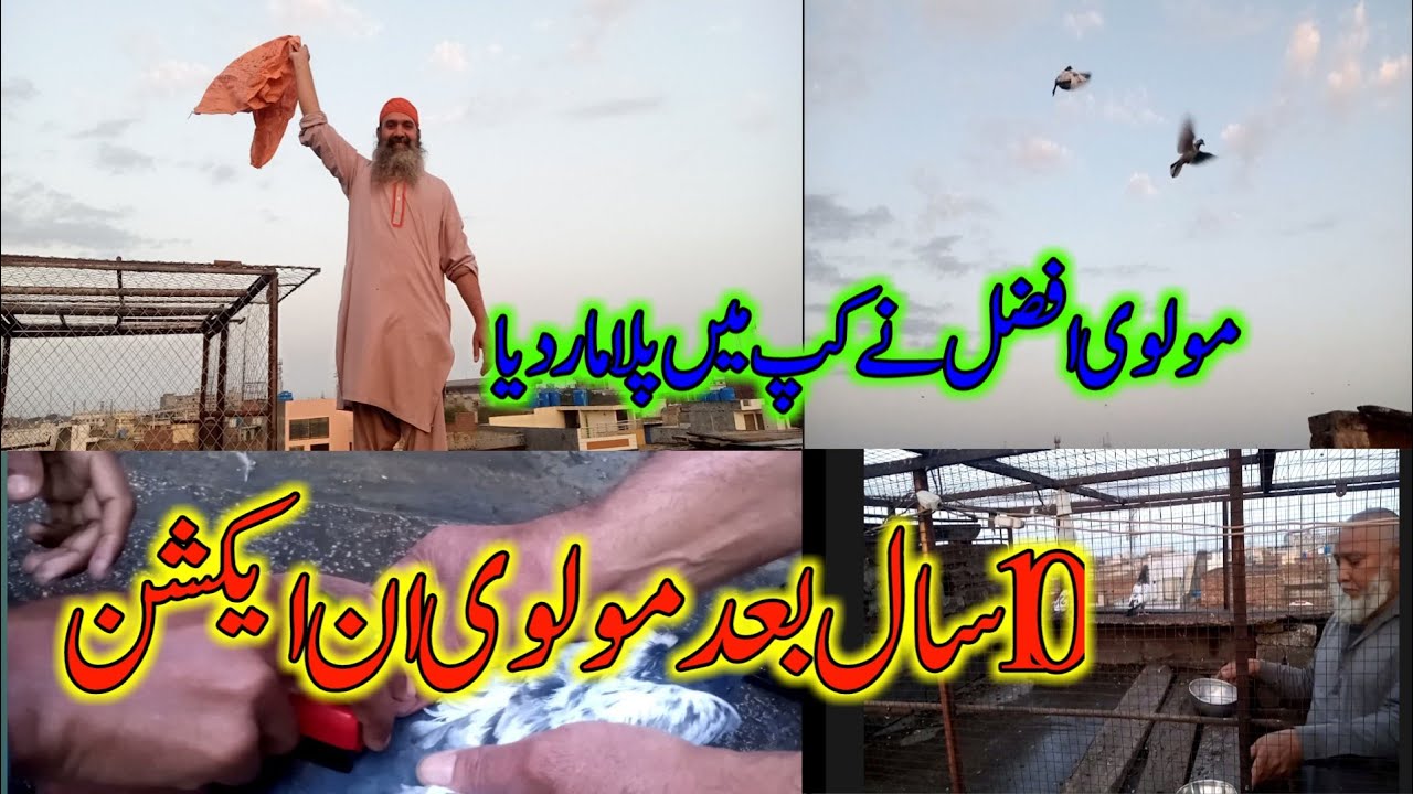 MOLVI SAB NY CUP MAI PALA MARA#pegions #lahore #Bazi - YouTube