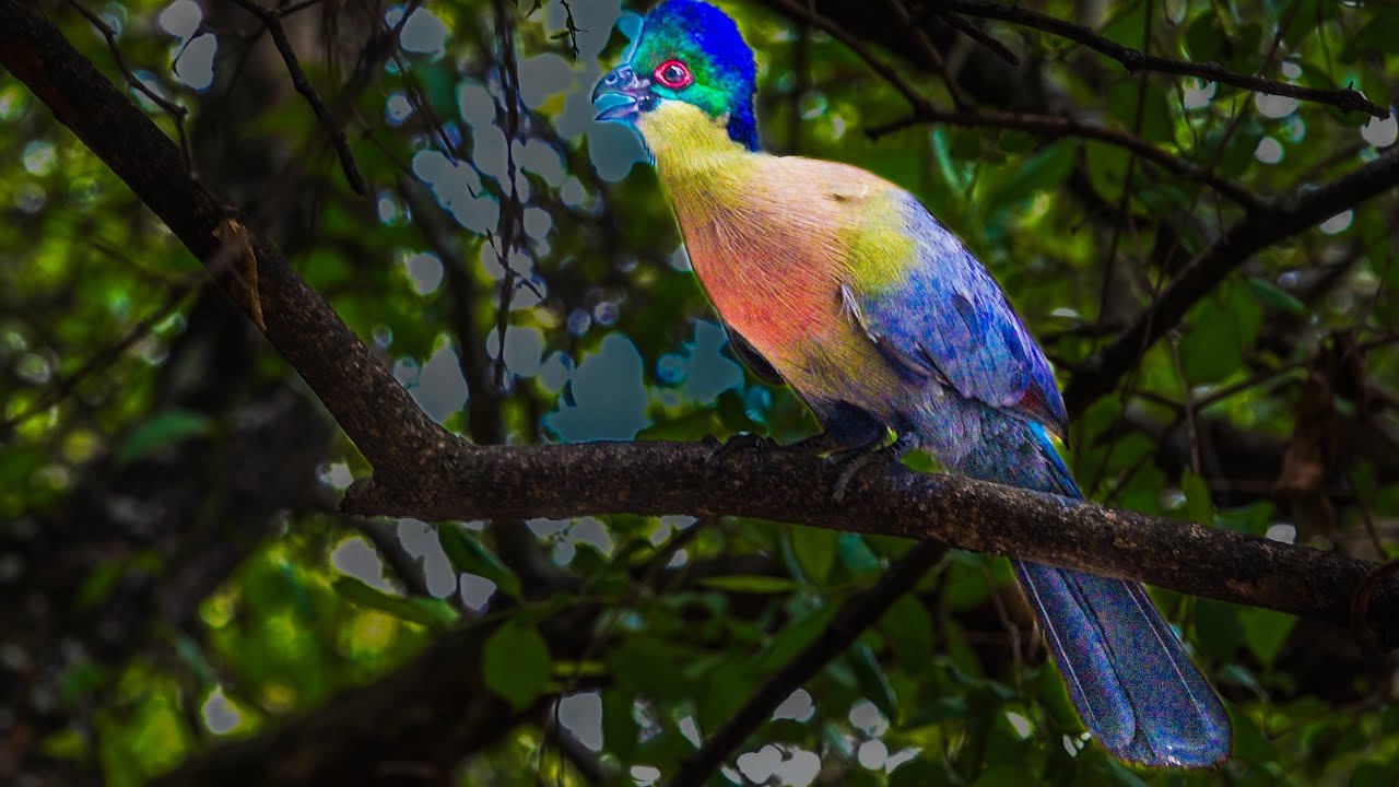 Purple Crested Turaco Lourie - YouTube