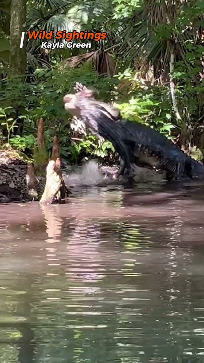 Florida's DEADLIEST Predator Alligator Eats Smaller Gator! #florida # ...