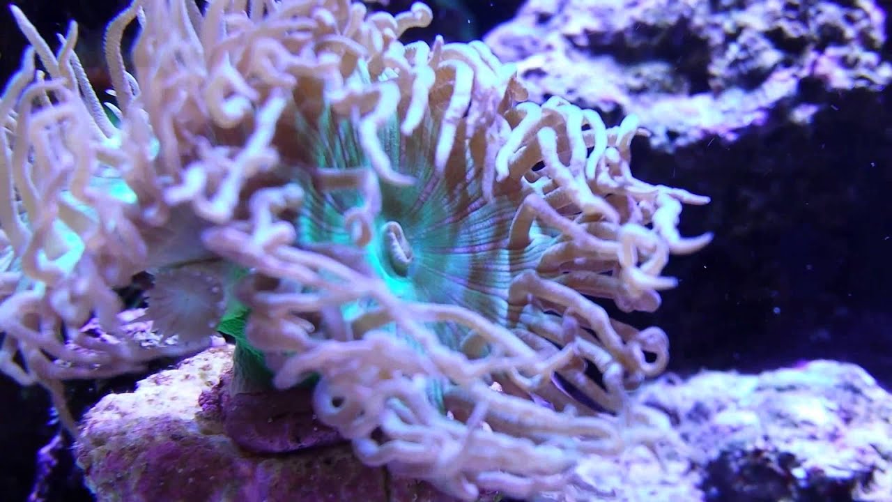 Duncan coral. Duncanopsammia axifuga. New heads - YouTube