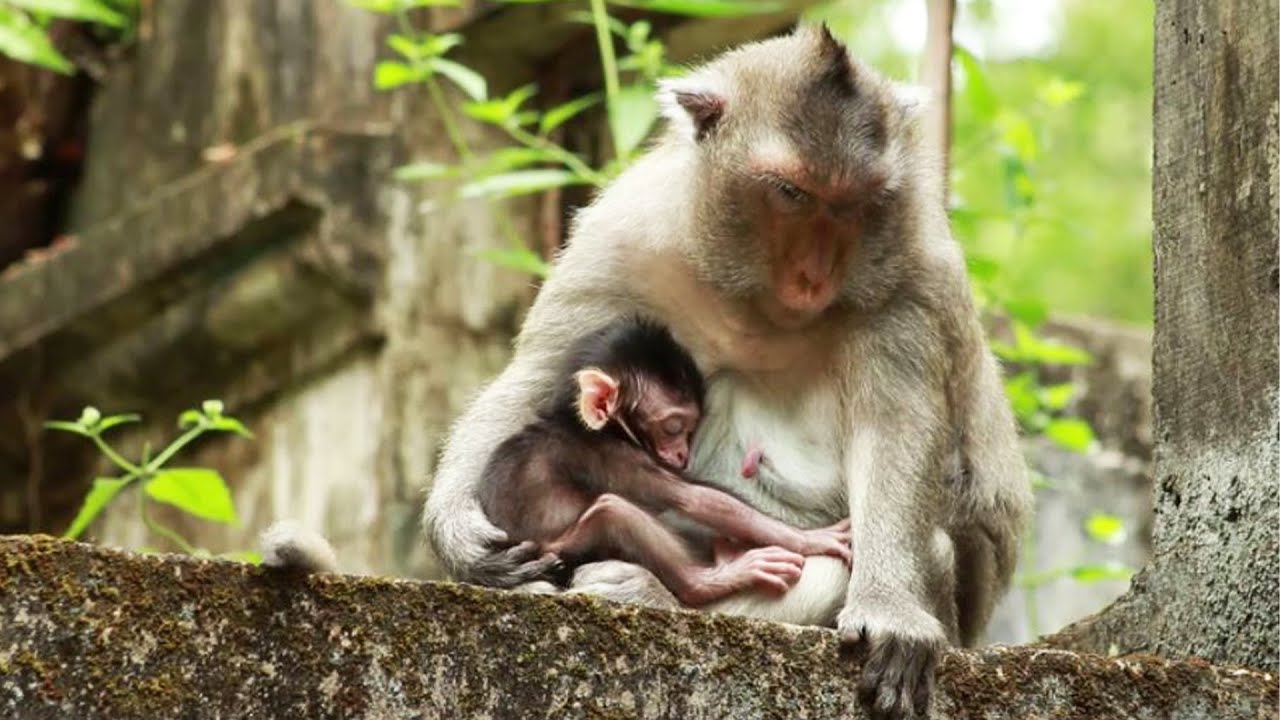 rose monkey climb to sit with violet during give milk to venus on Nov ...