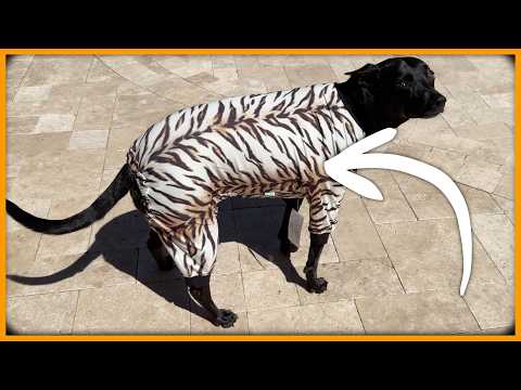 What To Know About The LovinPet Large Dog Pajamas - Pros & Cons