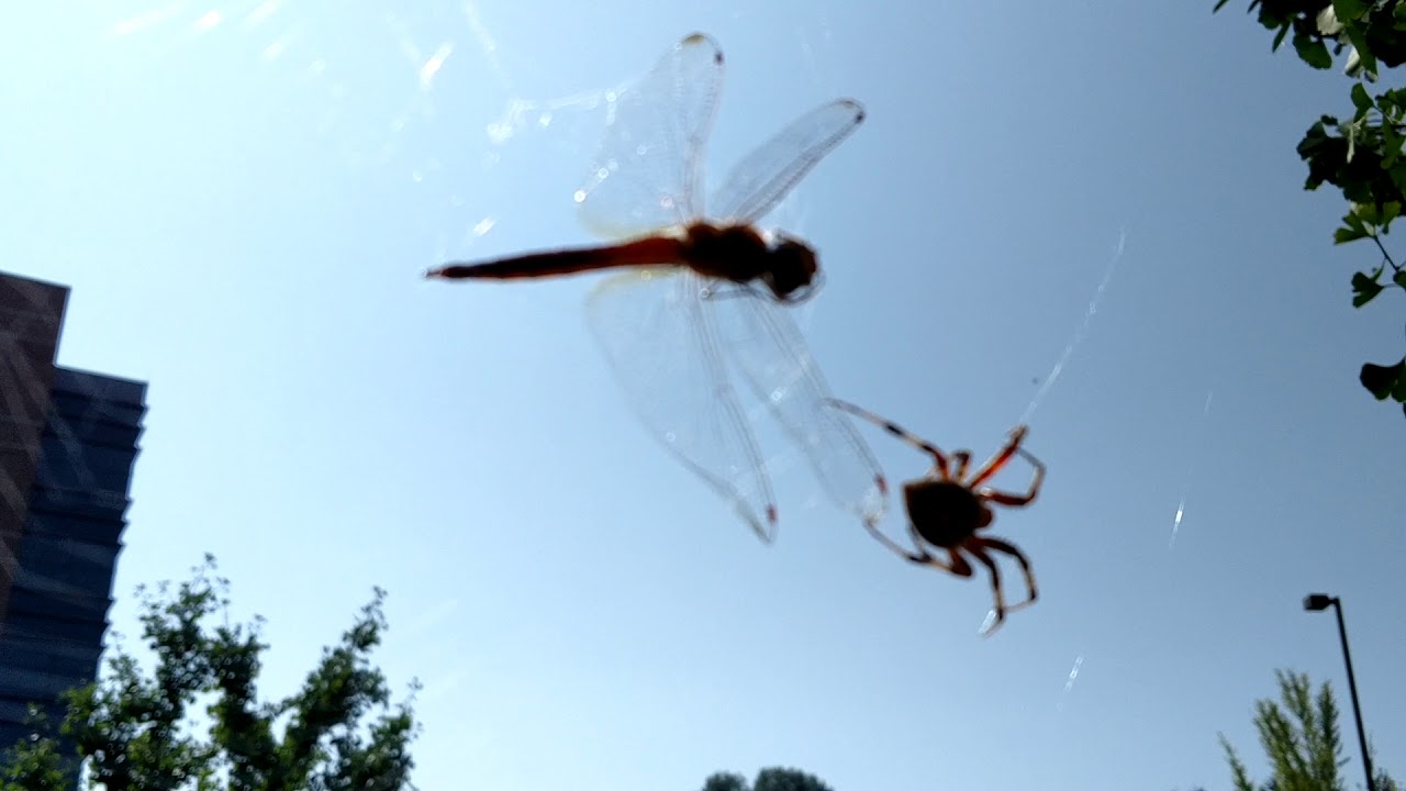 Spider catching a dragonfly - YouTube