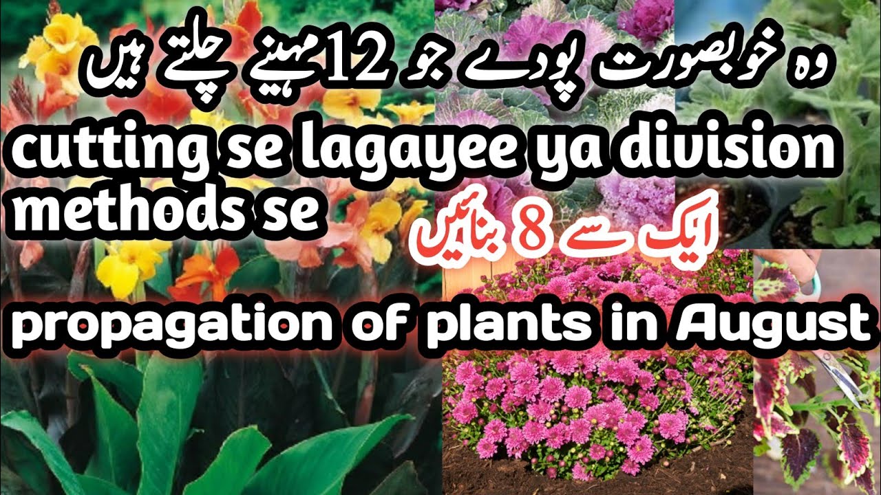 Grow these 10 permanent plants by cutting in August and September ...