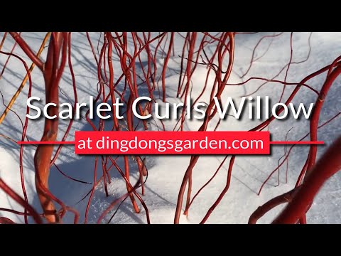 Scarlet Curls Willow (Salix x pendulina f. erythroflexuosa)