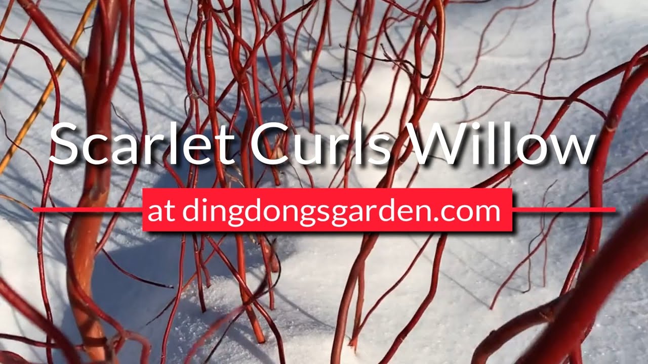 Scarlet Curls Willow (Salix x pendulina f. erythroflexuosa) - YouTube