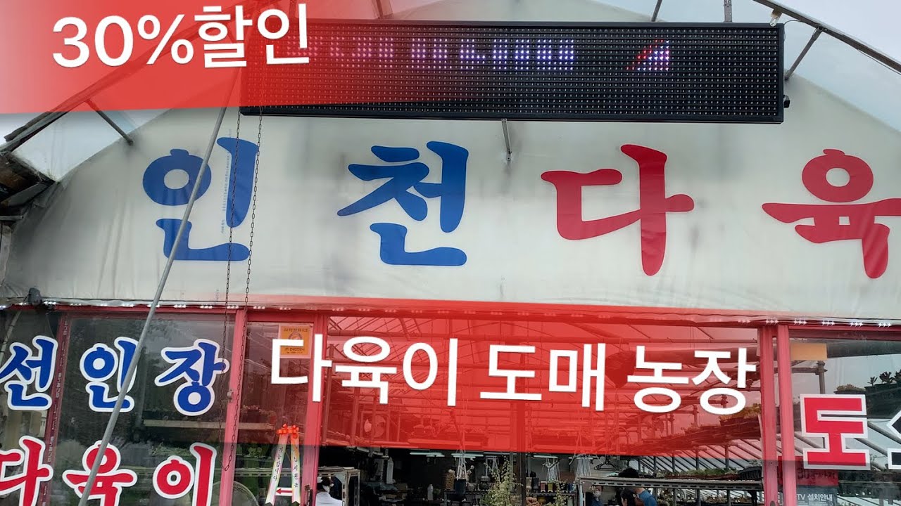 인천다육도매 ️ 초보 입문자도 부담없이 방문하는 다육이 매장 통큰 세일ing 옹기분 웨스트레인보우에보니살구미인금탱고금