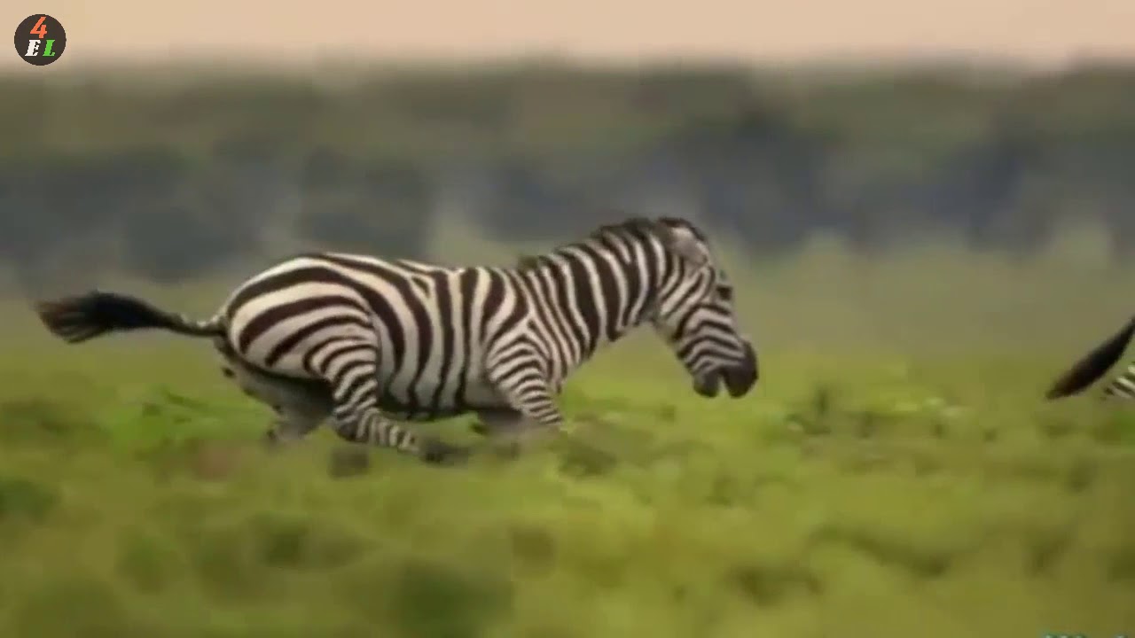 Angry Zebra Attack Cheetah | Prey Deadly Fights - YouTube