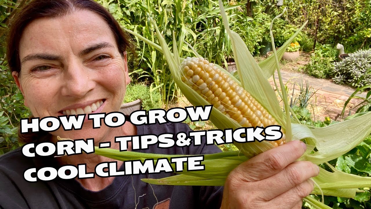 How to grow your own CORN small garden - YouTube