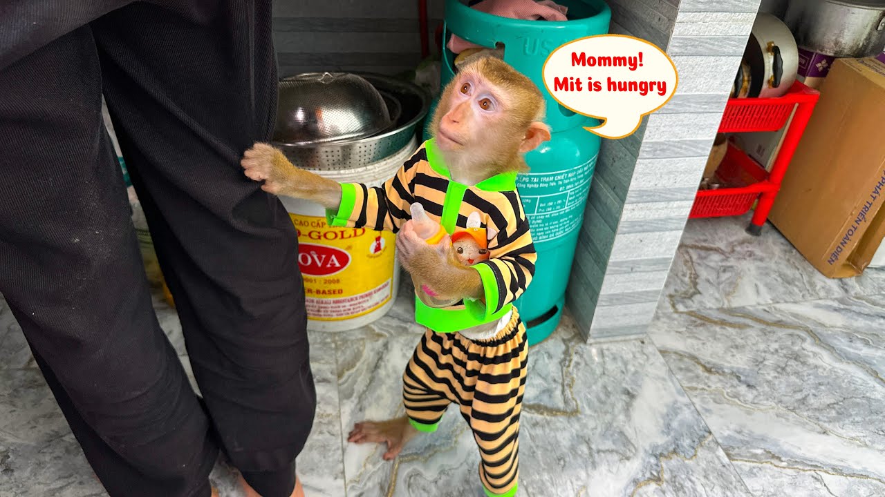 Monkey Kaka went looking for milk for Monkey Mit who was hungry - YouTube